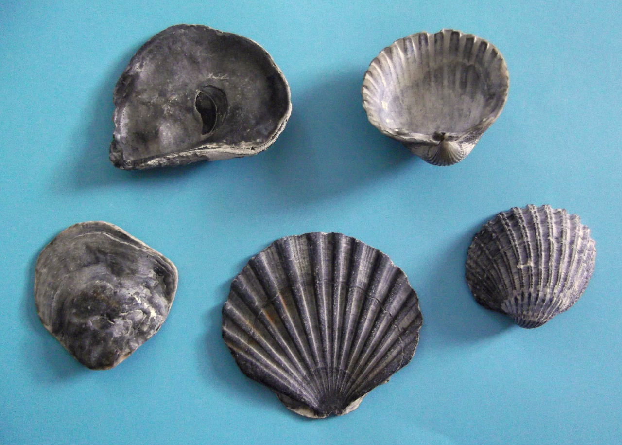 Largo Baywatch: Blackened Seashells