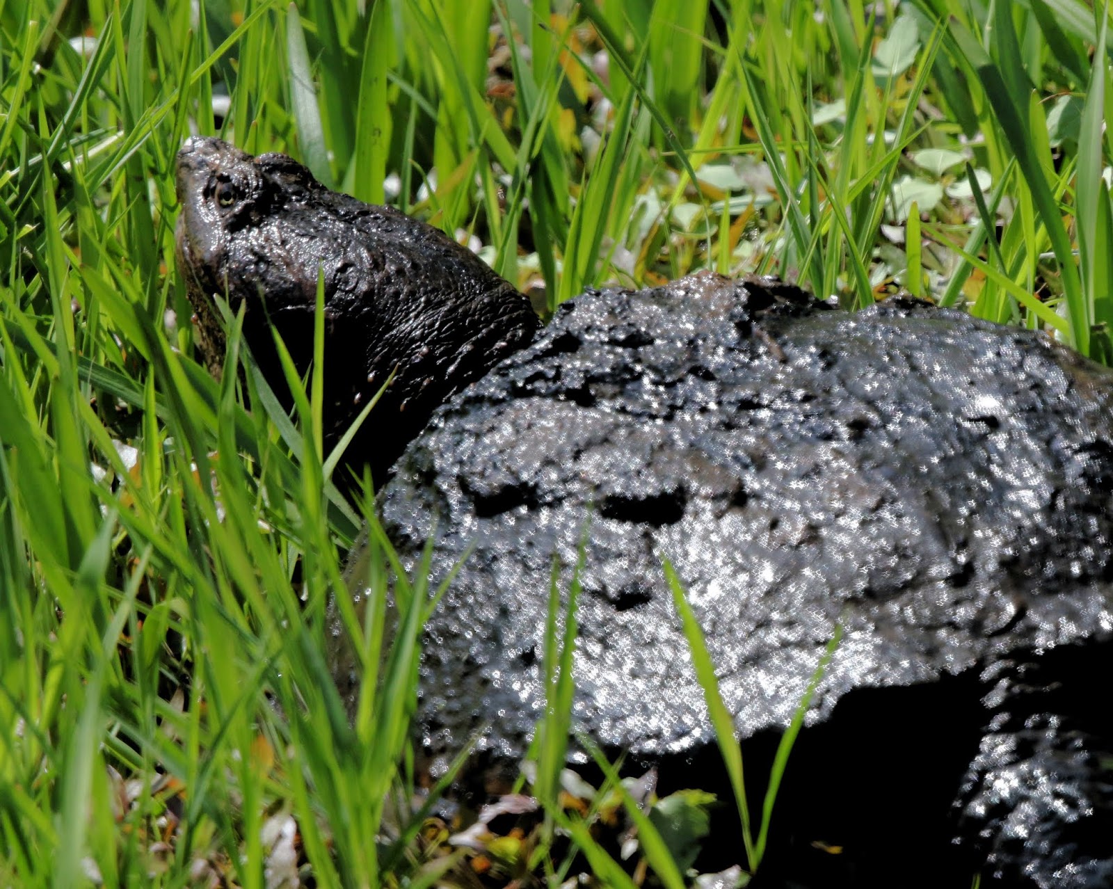 Birds from Behind : A Little Break From Magee...