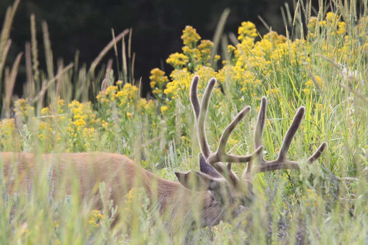 Kalamazoo Seasons: Western deer