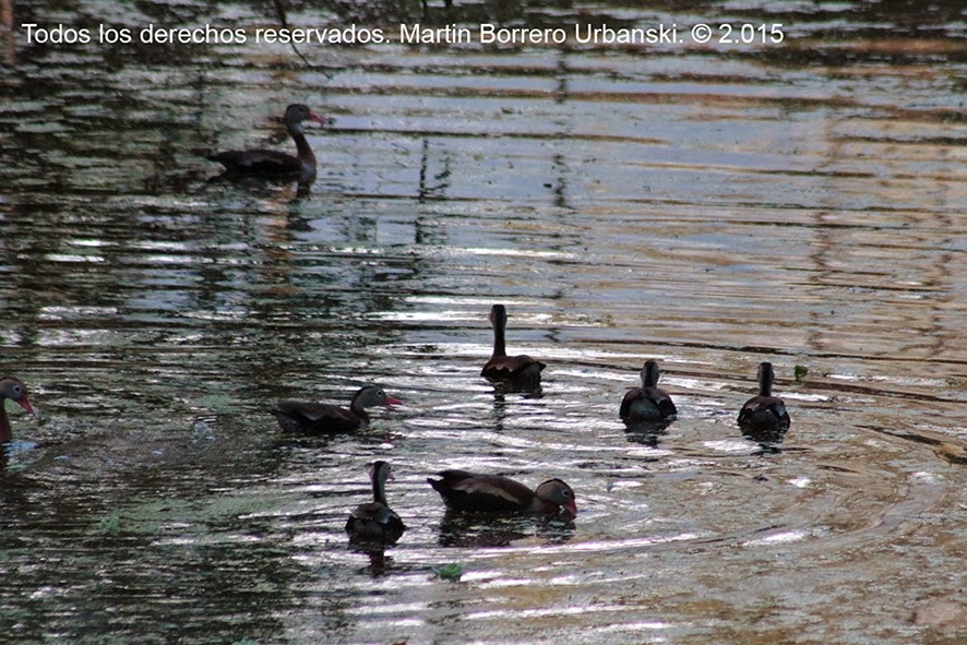 AVES DEL HUILA: PATOS