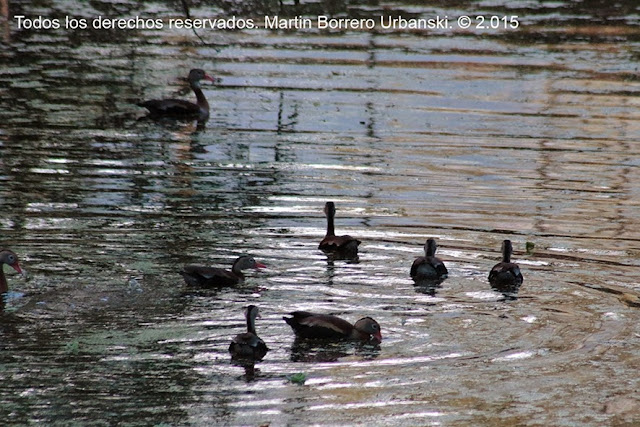 AVES DEL HUILA: PATOS