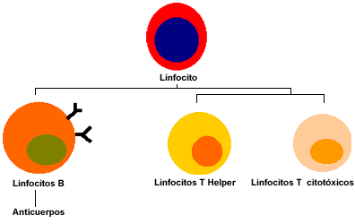 BIOLOGIA-GEOLOGIA DBH3: 3. IMMUNITATE-SISTEMA. MIKROORGANISMOEN ...