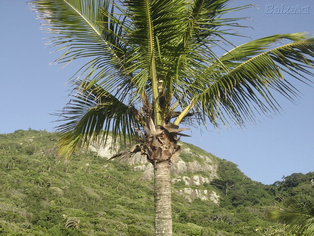 Diversidade Biológica: Coqueiro (coco nucifera)
