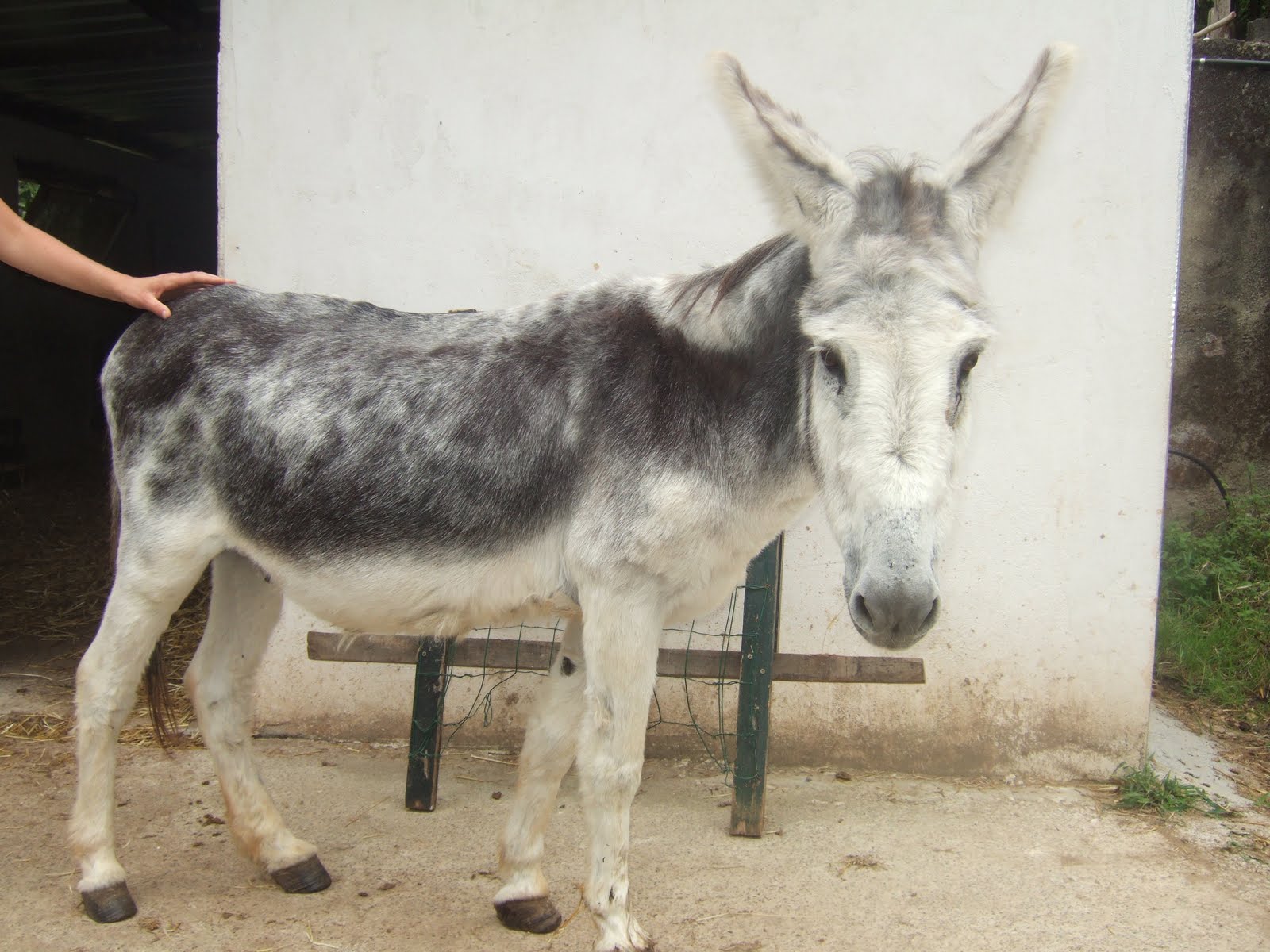 El Paraiso Del Burro: septiembre 2011