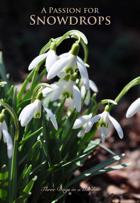 Three Dogs in a Garden: A Passion for Snowdrops