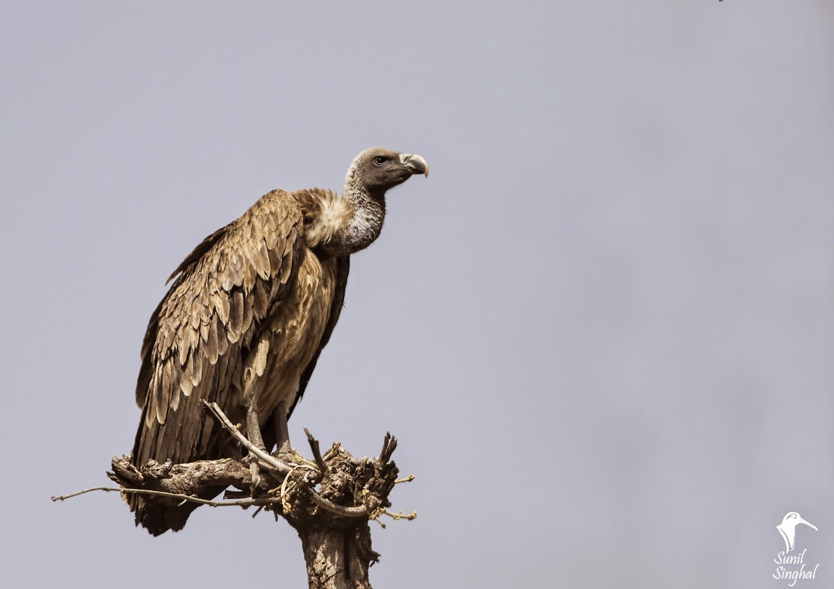 Indian Birds Photography: (delhibirdpix) Long Billed Vulture ( Gyps ...
