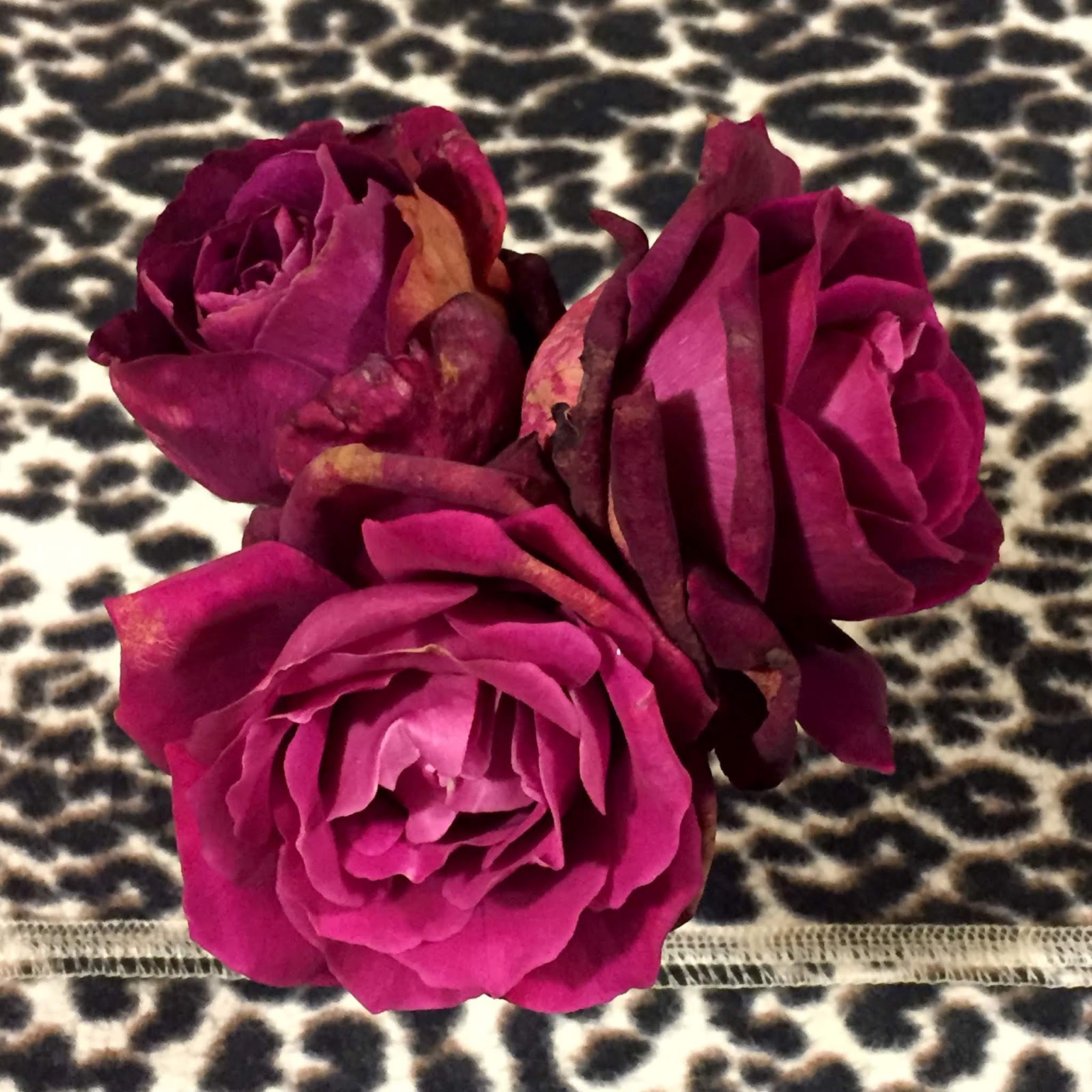 the glutton's progress: Jammin' with Rose Jam