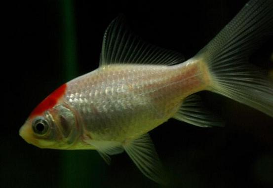 Marine Life: Tancho Single Tail Goldfish
