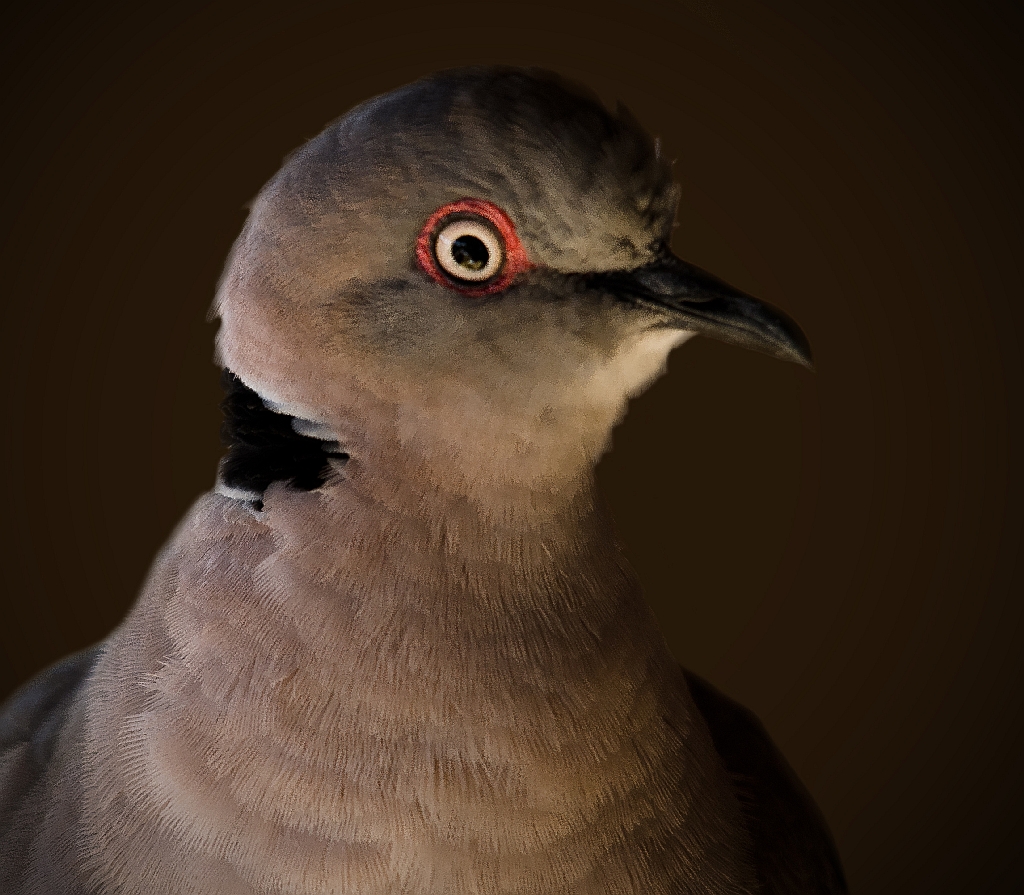 Elsen Karstad's 'Pic-A-Day Kenya': Ring-Necked Dove, Baringo Kenya