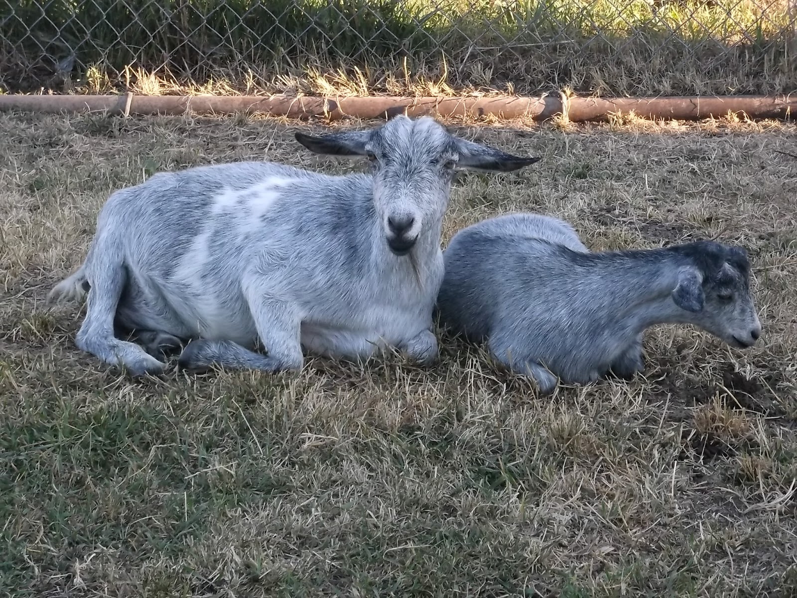 Tye Dye Acres: Fainting Goat Colors and Patterns!