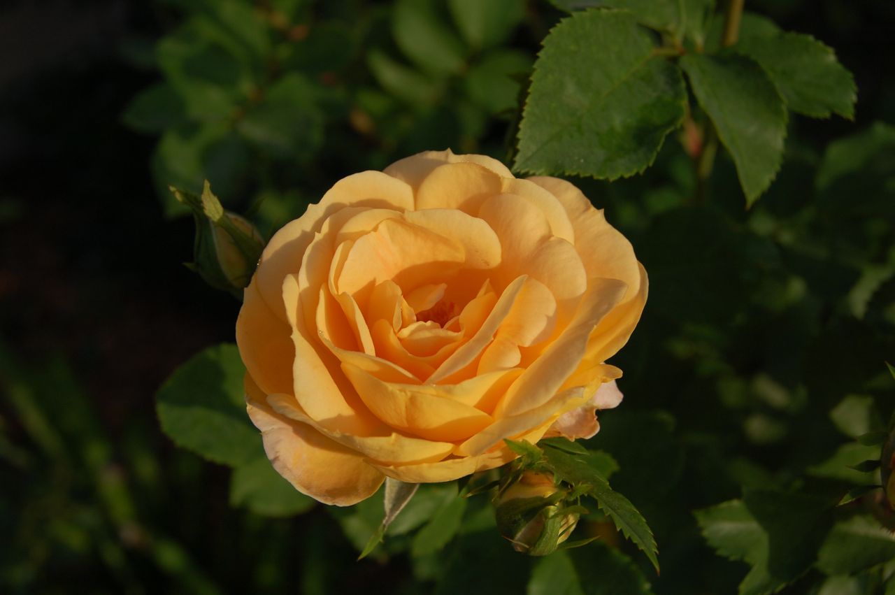 Jeannie's Fairy Rose Louisiana Garden: My F.J. Lindheimer Rose