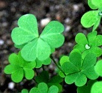 Klasifikasi Semanggi dan Manfaatnya | Dunia Remaja™