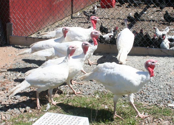 Breed Savers: Beltsville Small White Turkeys