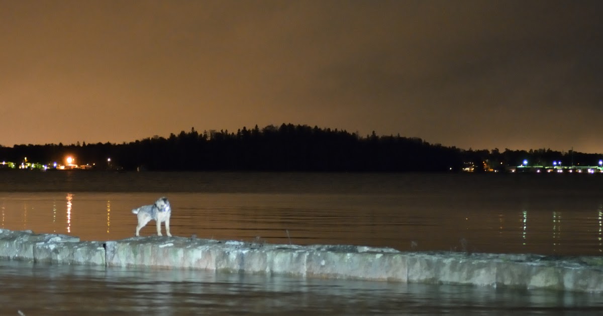 Merivesi nousee takapihalle - Saaristopuutarha