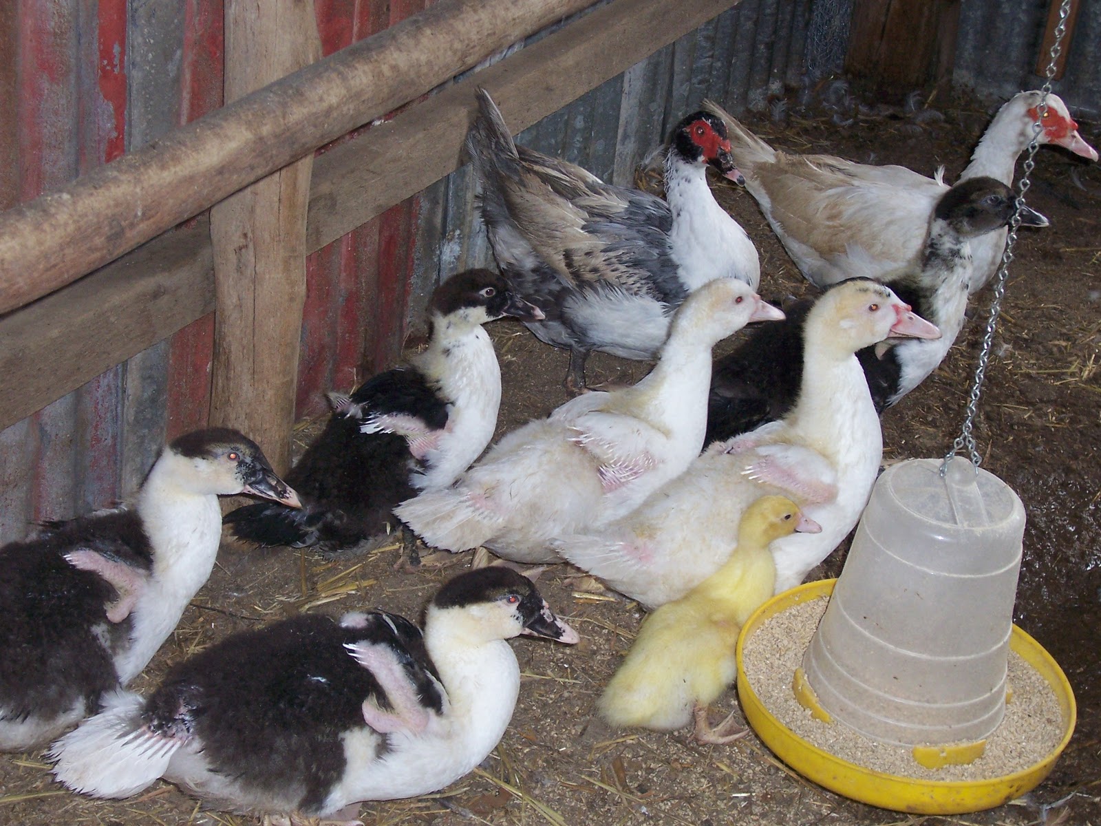 Pretending to Farm: Love a (Muscovy) Duck