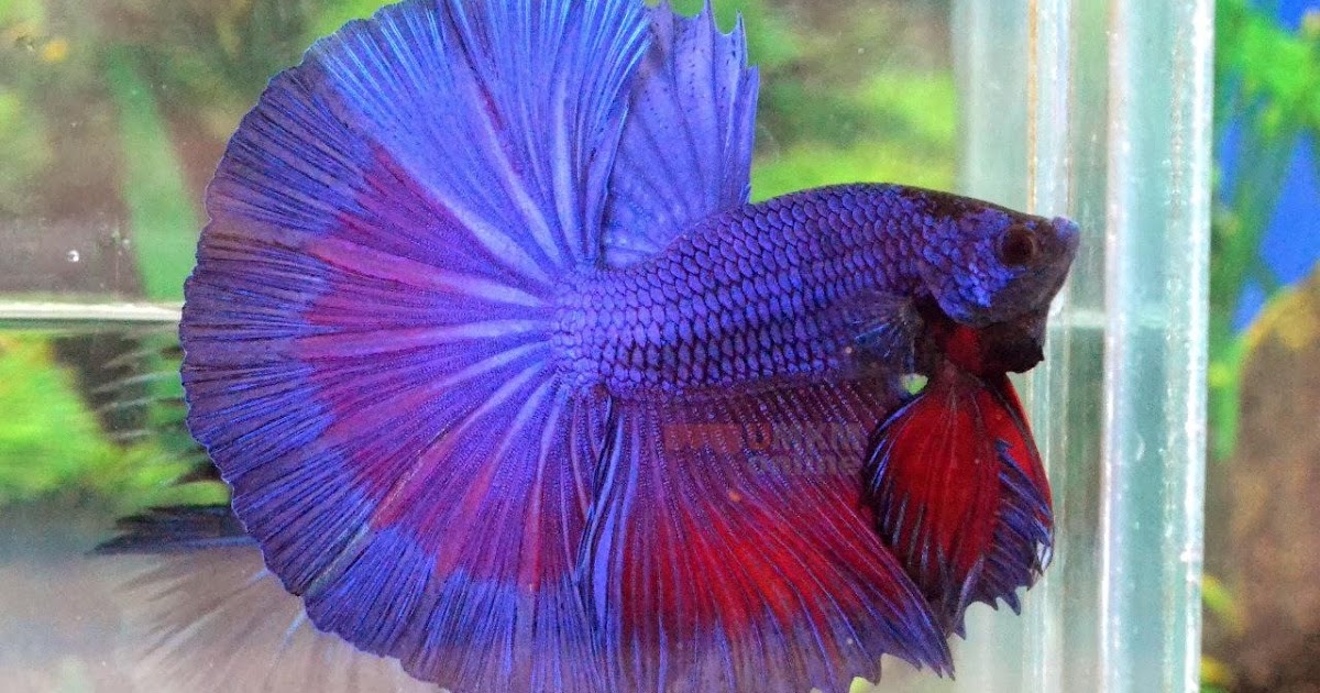 Cupang Merah / Pesona Ikan Cupang Plakat Dari Bantul Jogja Gallery ...