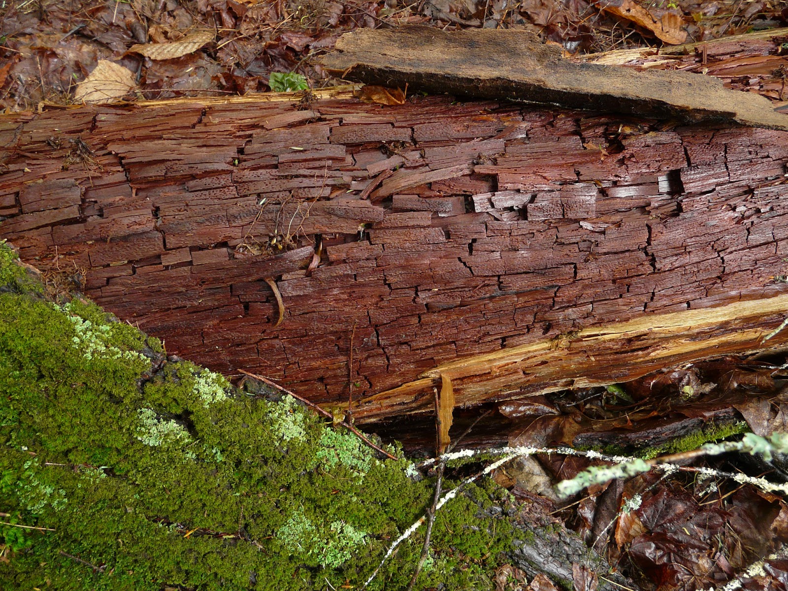 Timberturner + Bowlwood Woodturning: Old Growth Forests in Massachusetts