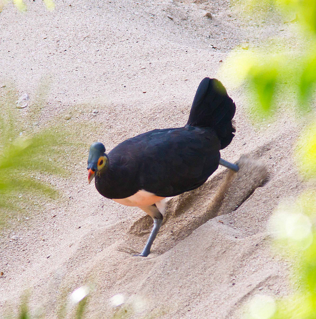 Maleo - The Bird That Can Fly The Moment it Hatches | The Ark In Space