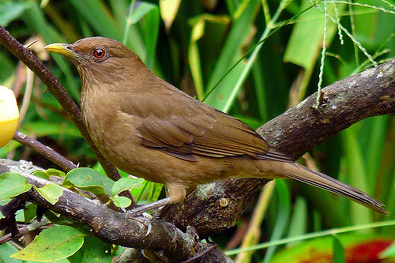 Bellas Aves de El Salvador: Turdus grayi (chonte o senzontle) Residente