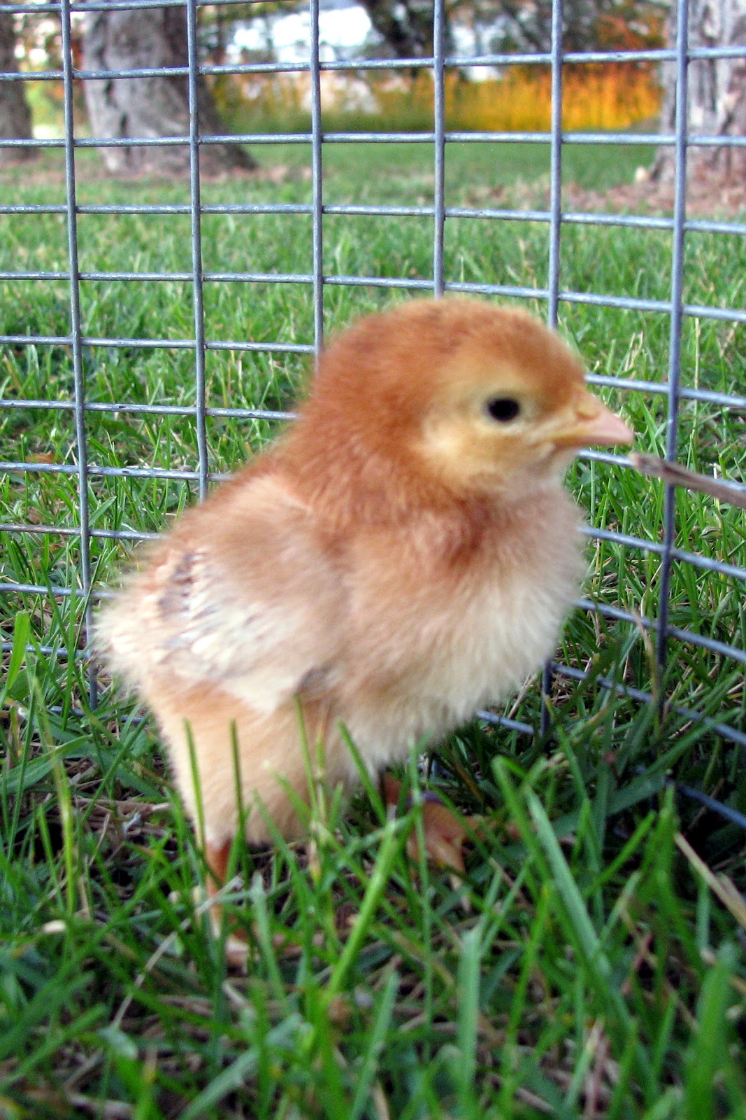 Anderson Family "Farm" Project: Name that Chick