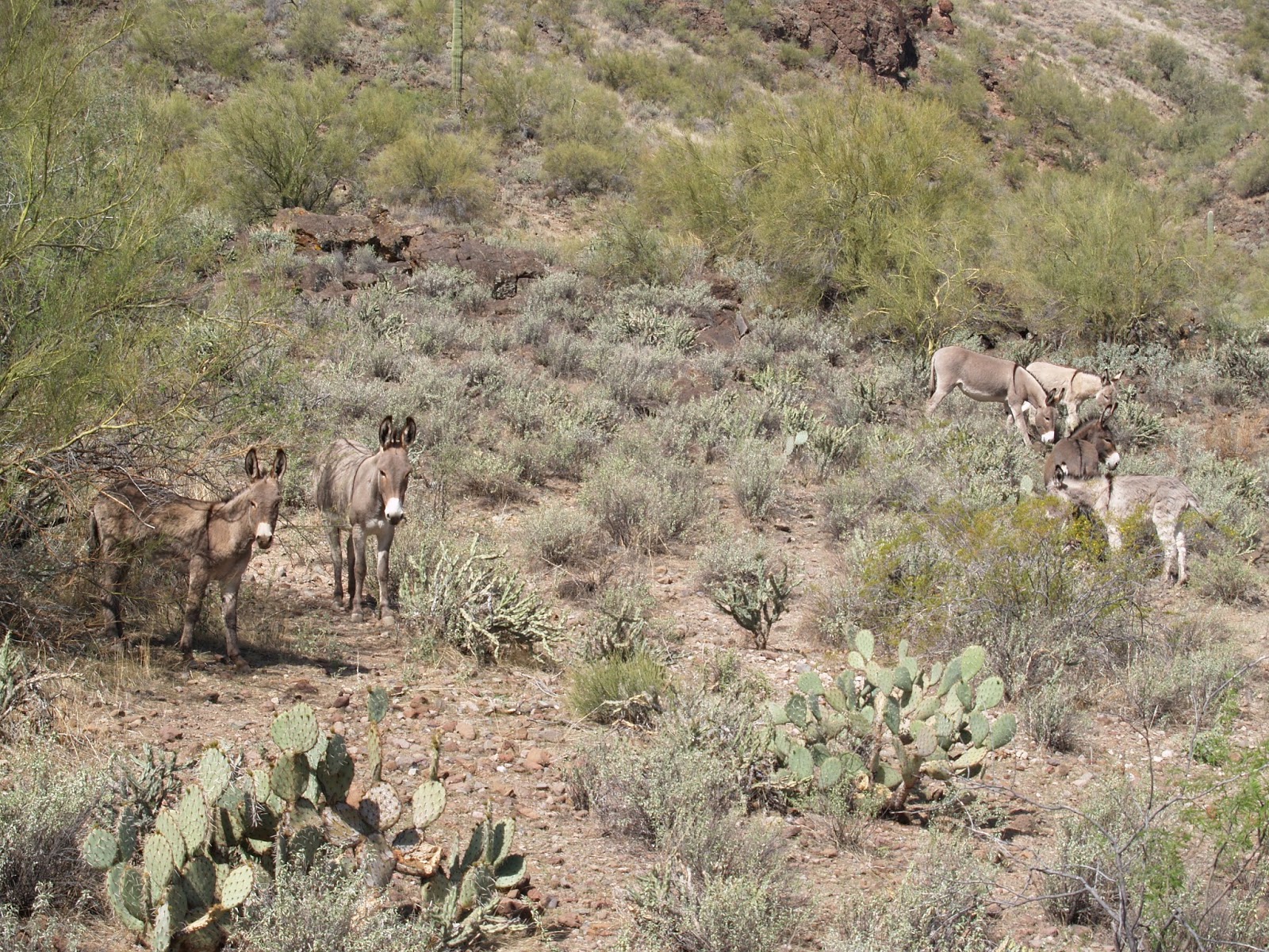 Arizona Hiking: WILD BURRO TRAIL