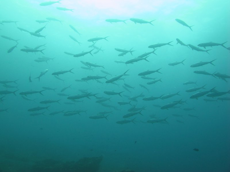 Characteristics of Milkfish Bangus or Bandeng - Frozen Milkfish, Buy ...