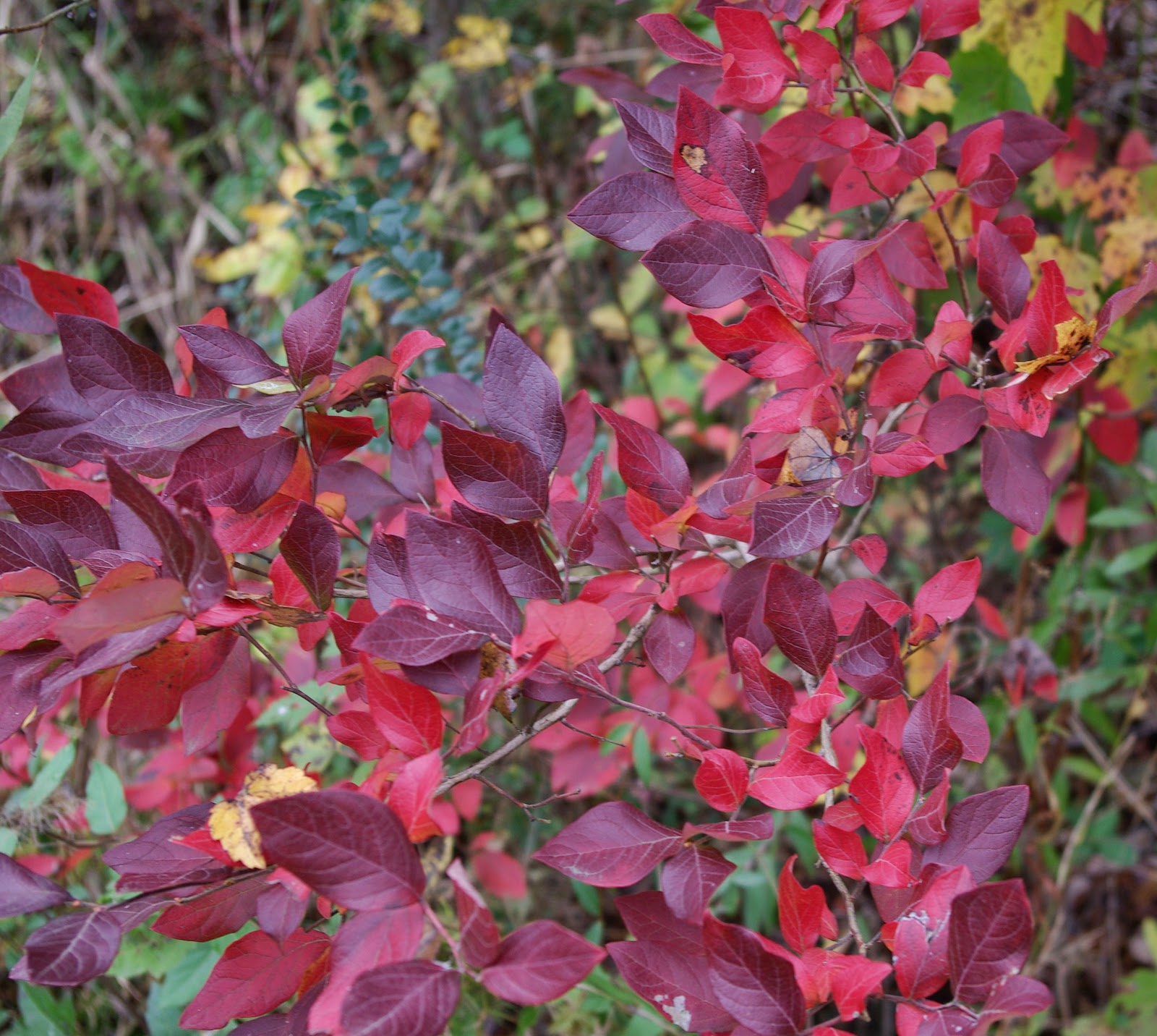 sweetbay: Fall Colors