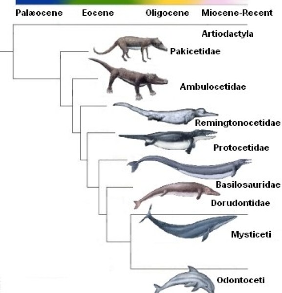 De la tierra al agua: el origen de los Cetáceos