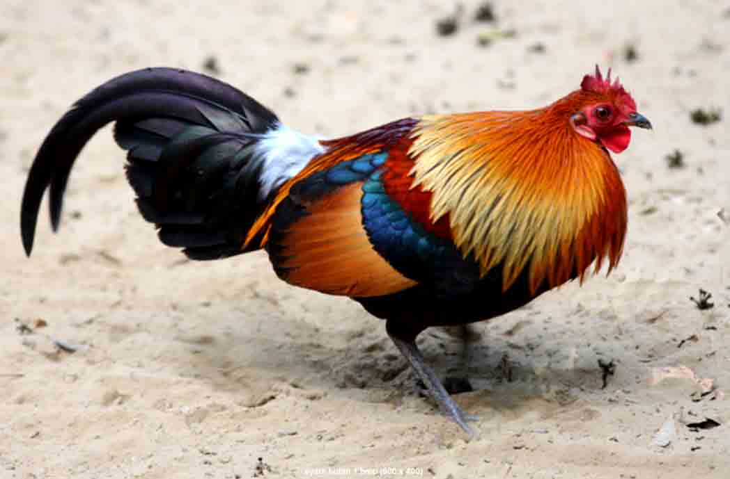 KELUARGA BUGIS - 81: Beternak Ayam Bekisar