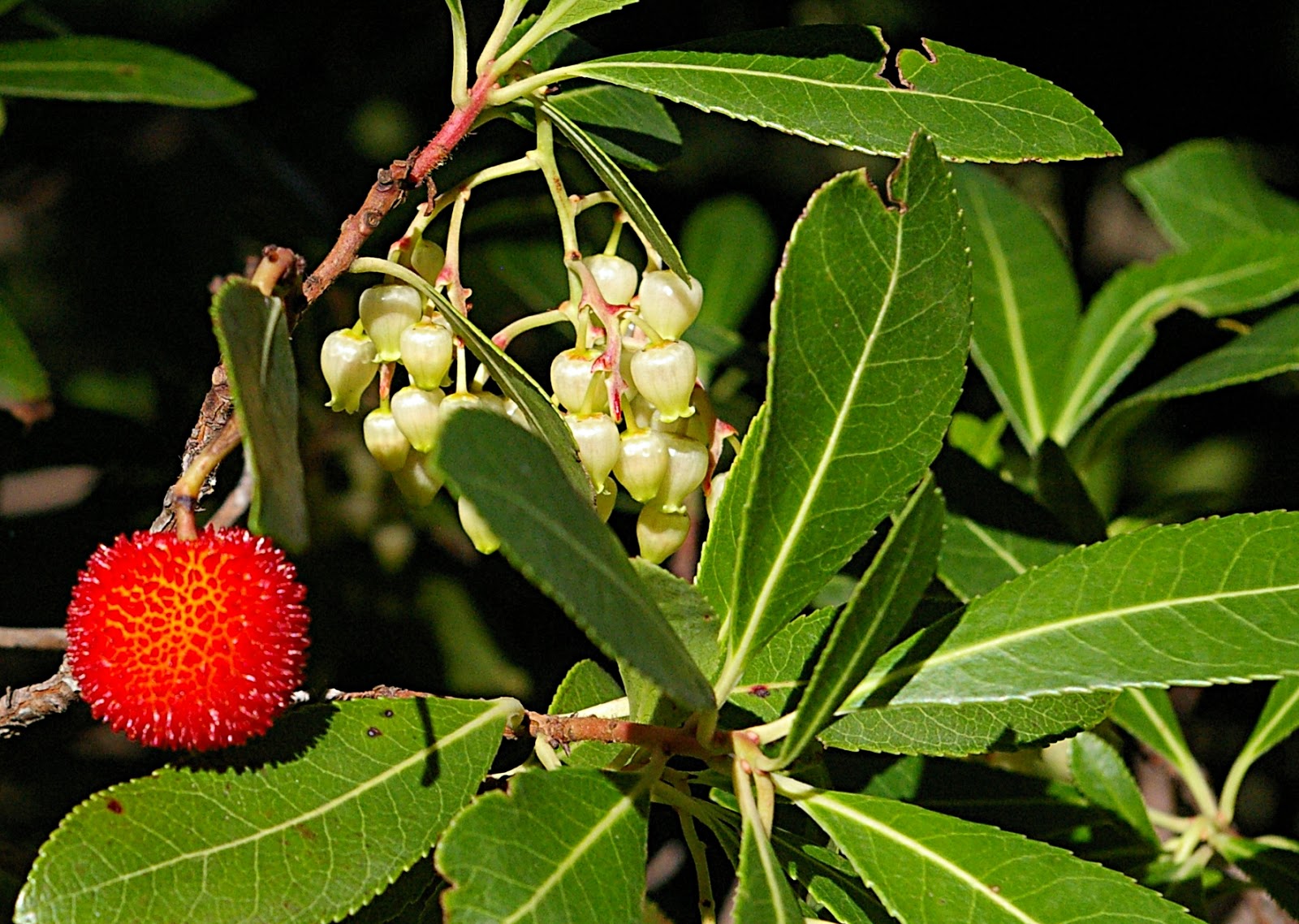 Arbutus Flower - Natural Beauty
