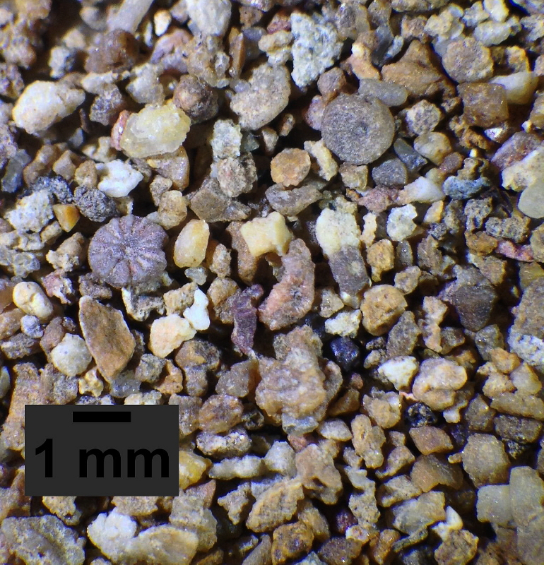 Fossils and Other Living Things: Sizing Up Sand a Grain at a Time