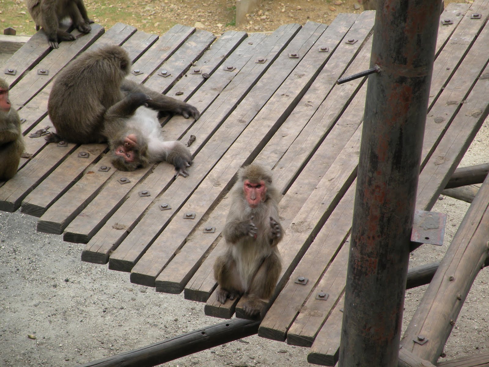 Vacations, etc.: Japan Day 3 - Nagoya monkey park