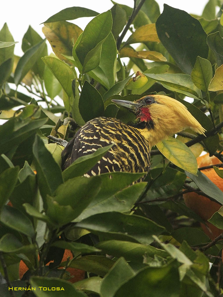 Aves de Argentina: Carpintero copete amarillo (Celeus flavescens)