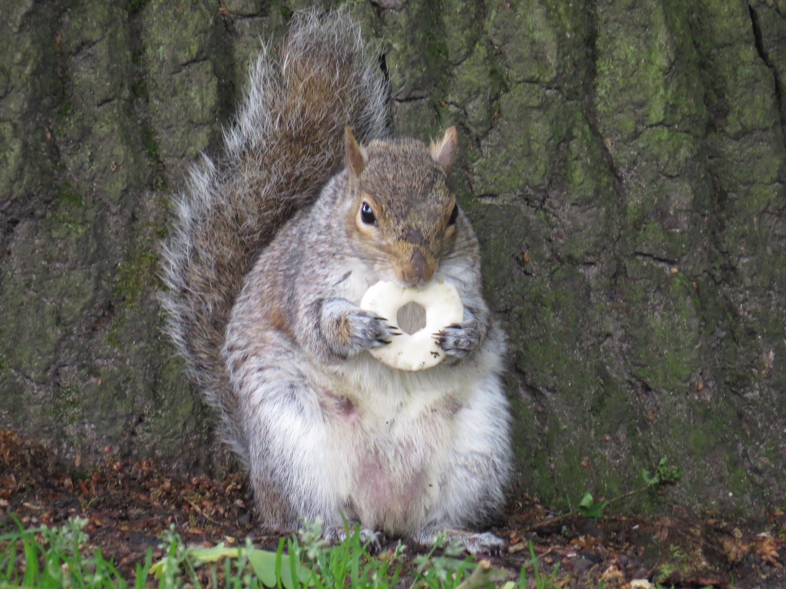 The Autistic Naturalist: May 27th Colchester