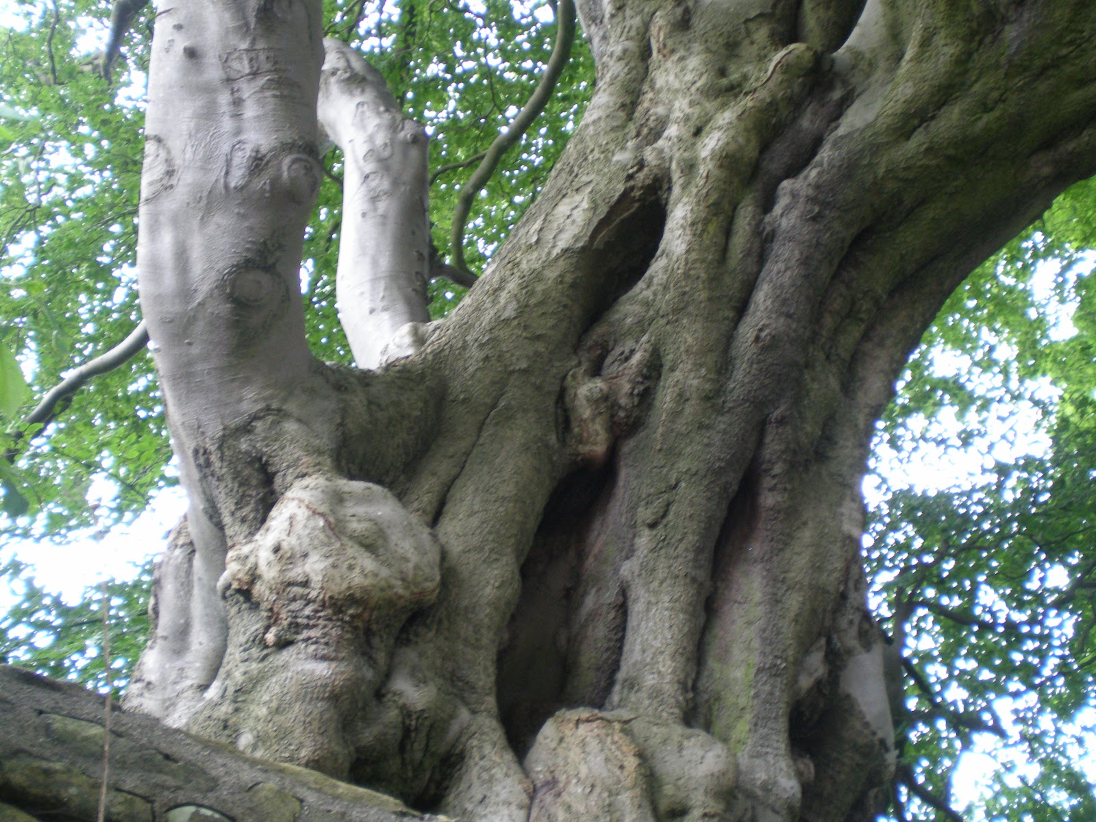 GreygirlGarden: July 2012