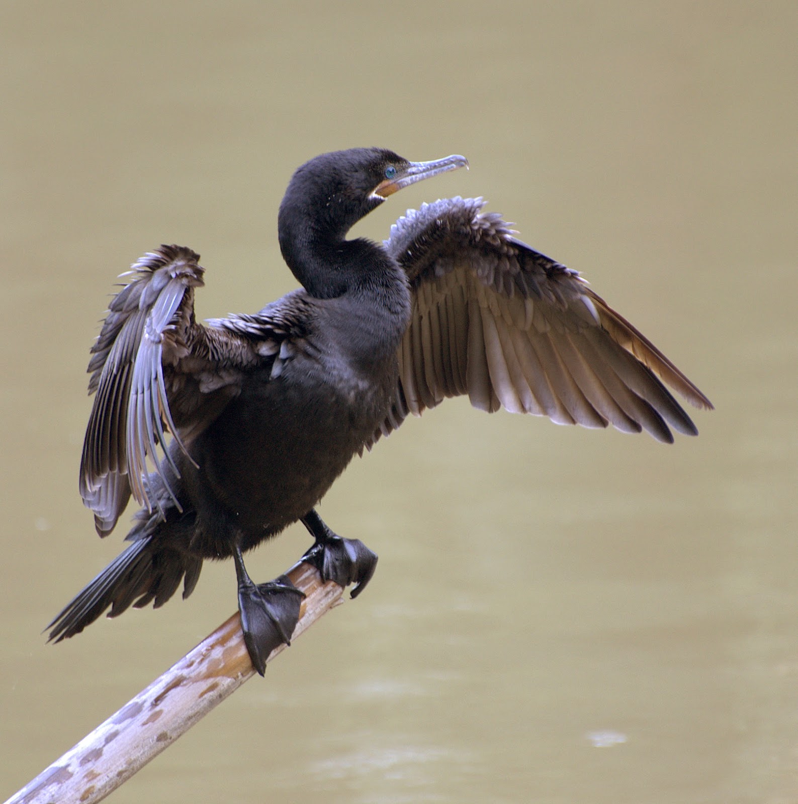 Bellas Aves de El Salvador: Phalacrocorax brasilianus (yeco, cormorán ...