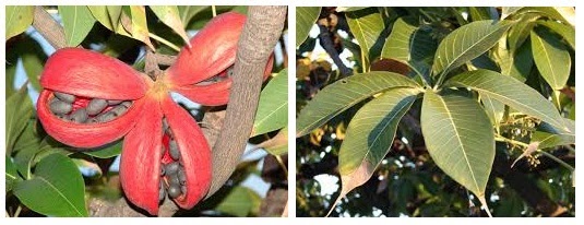 Buah dan daun pohon Kalumpang, sumber http://id.wikipedia.org/wiki/Kepu ...
