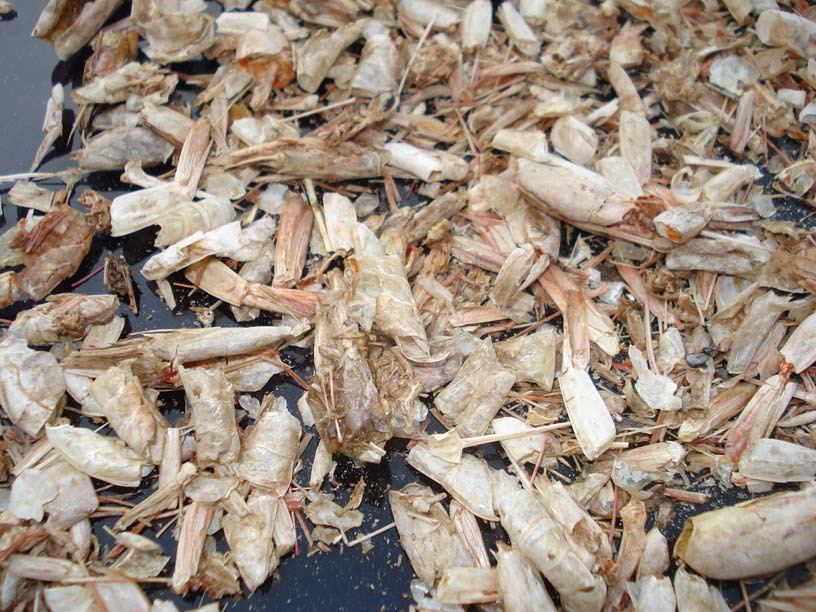 Dhaka ChemieTechs: Dried Shrimp Shell