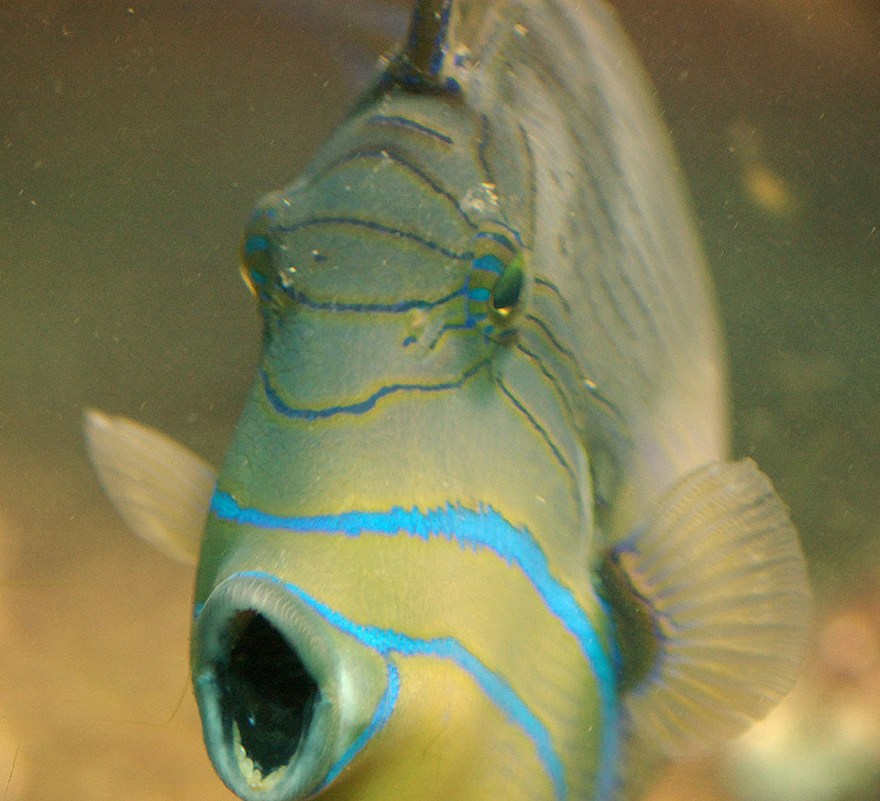Juvenile Queen Triggerfish