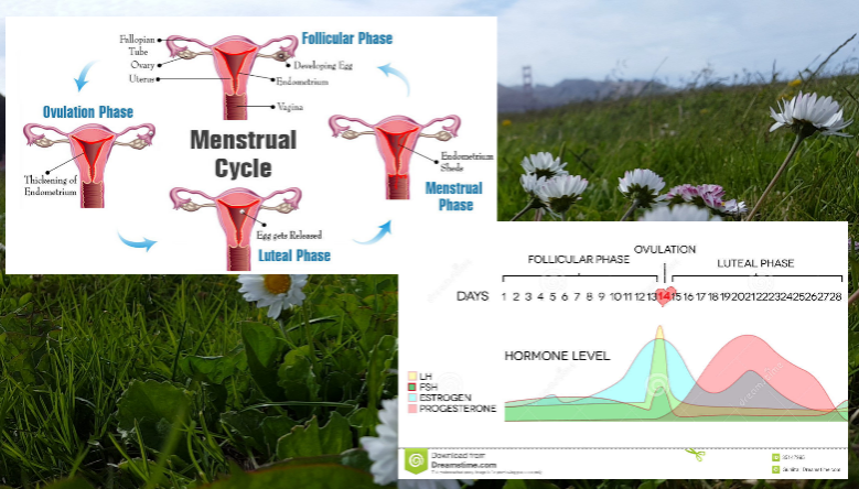 Totally Ky: PMDD Presentation