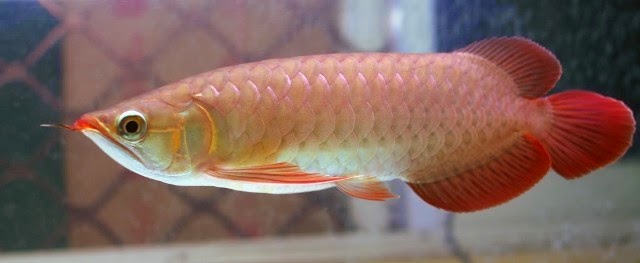 macam-macam jenis ikan arwana terpopuler dan harga - Informasi Suka-Suka