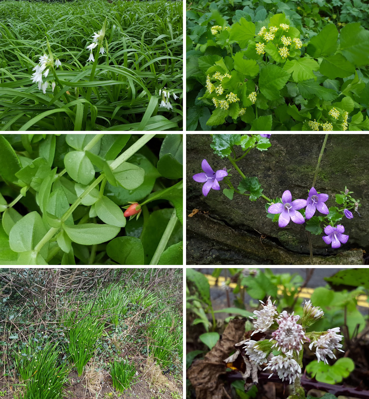Gower Wildlife: New Year Plant Hunt