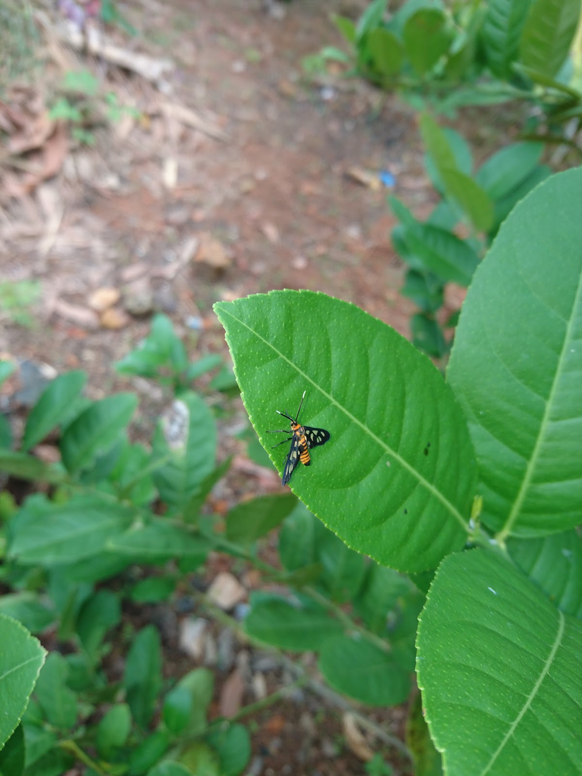 insect up lemon tree