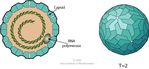 Family Totiviridae Virus ~ Virus Information