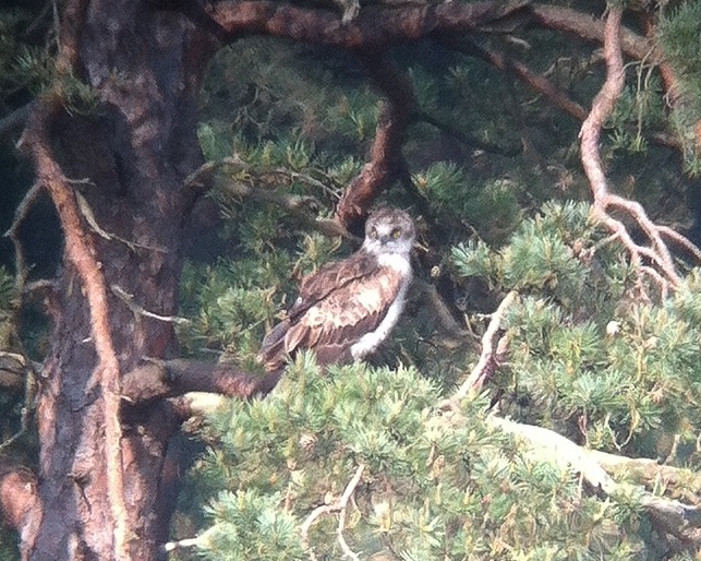Pixie Birding: Coralroot Orchids - Sandscale Haws, Cumbria