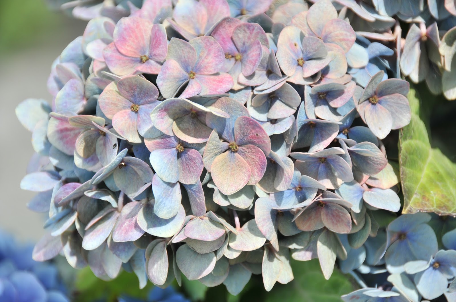 Flower Talk: The Enchanting Palette of Antique Hydrangeas