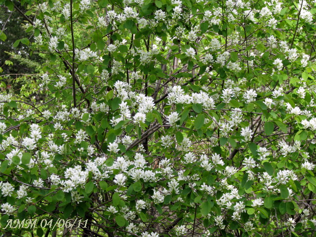 For the Joy of Flowers: Saskatoon Berry