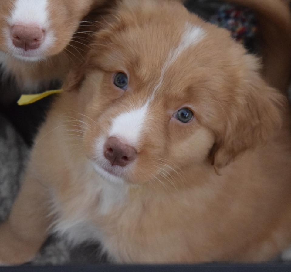 Nova Scotia Duck Toller Puppies