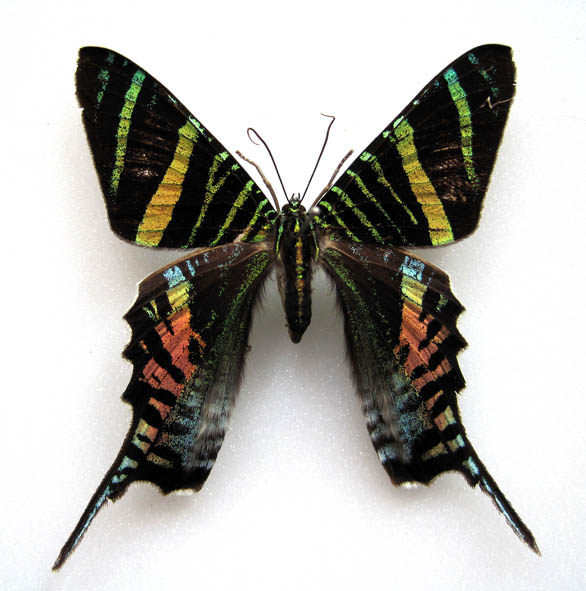 Biodiversity Science: A DNA barcode for an extinct species