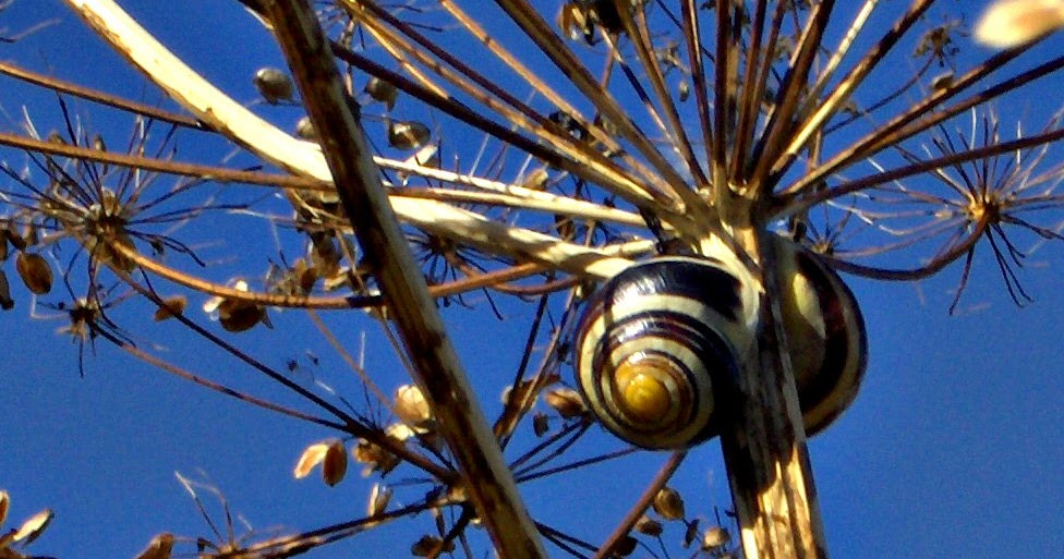 Karen`s Nature Photography: Snails Aestivating Together.